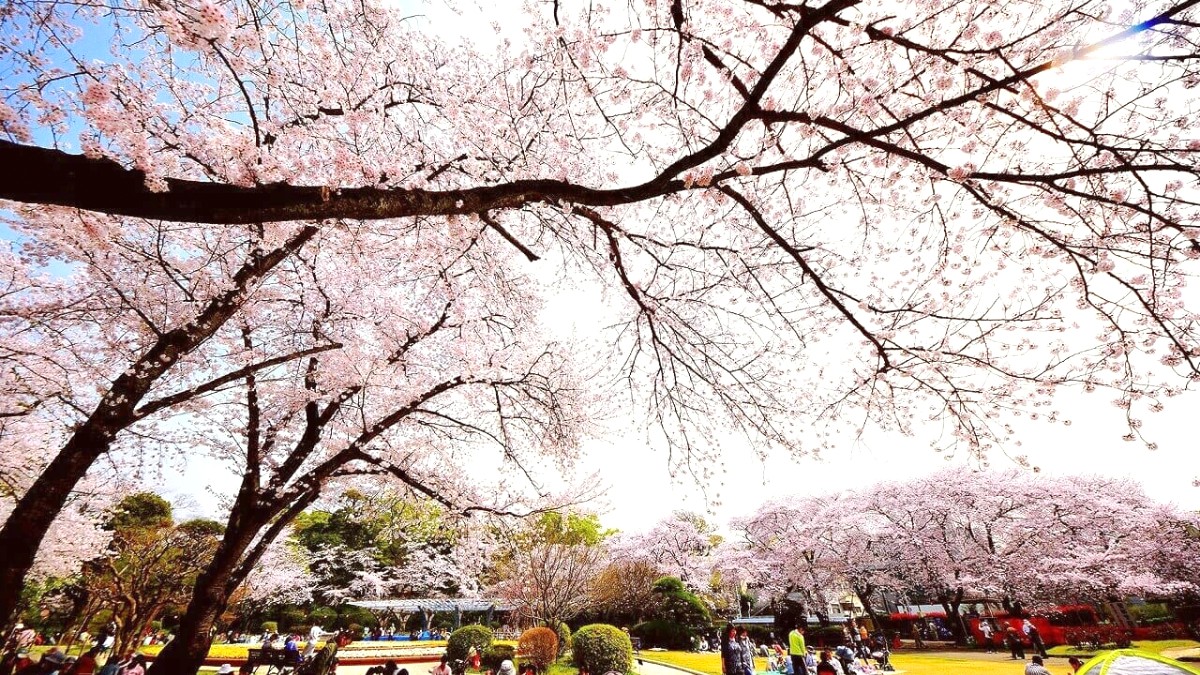 Ichikawa Travel Guide Overview - MileHacker